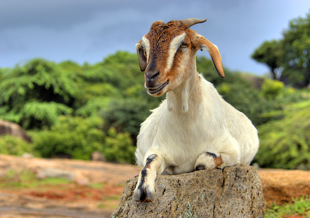 Bakra Eid - A Celebration of Faith and Sacrifice